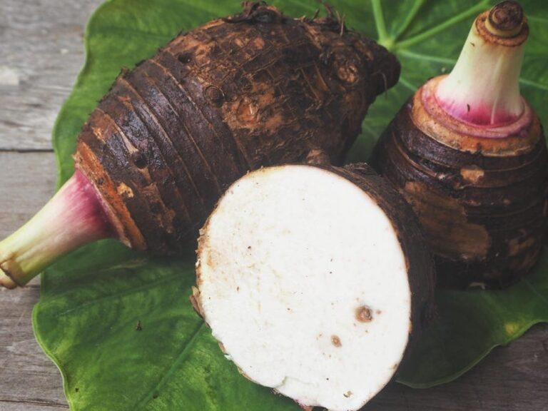 Dominica, Grenada and St. Vincent chart a course for their Dasheen ...